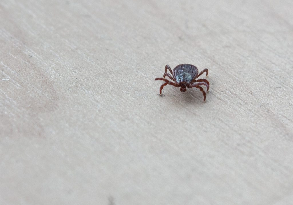 Comment éradiquer les mites de votre maison efficacement – Zone Turbulence